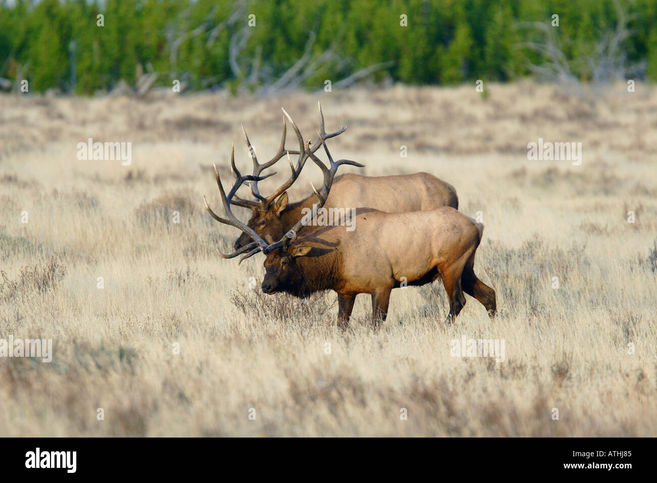 Bull elk about to fight during the rut Stock Photo - Alamy