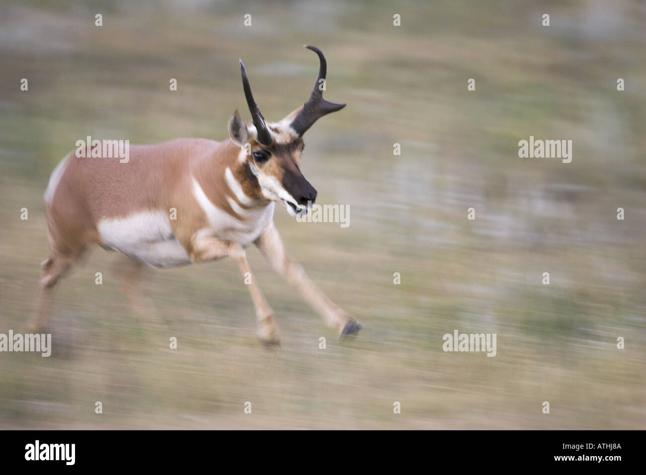 Pronghorn antelope running hi-res stock photography and images - Alamy