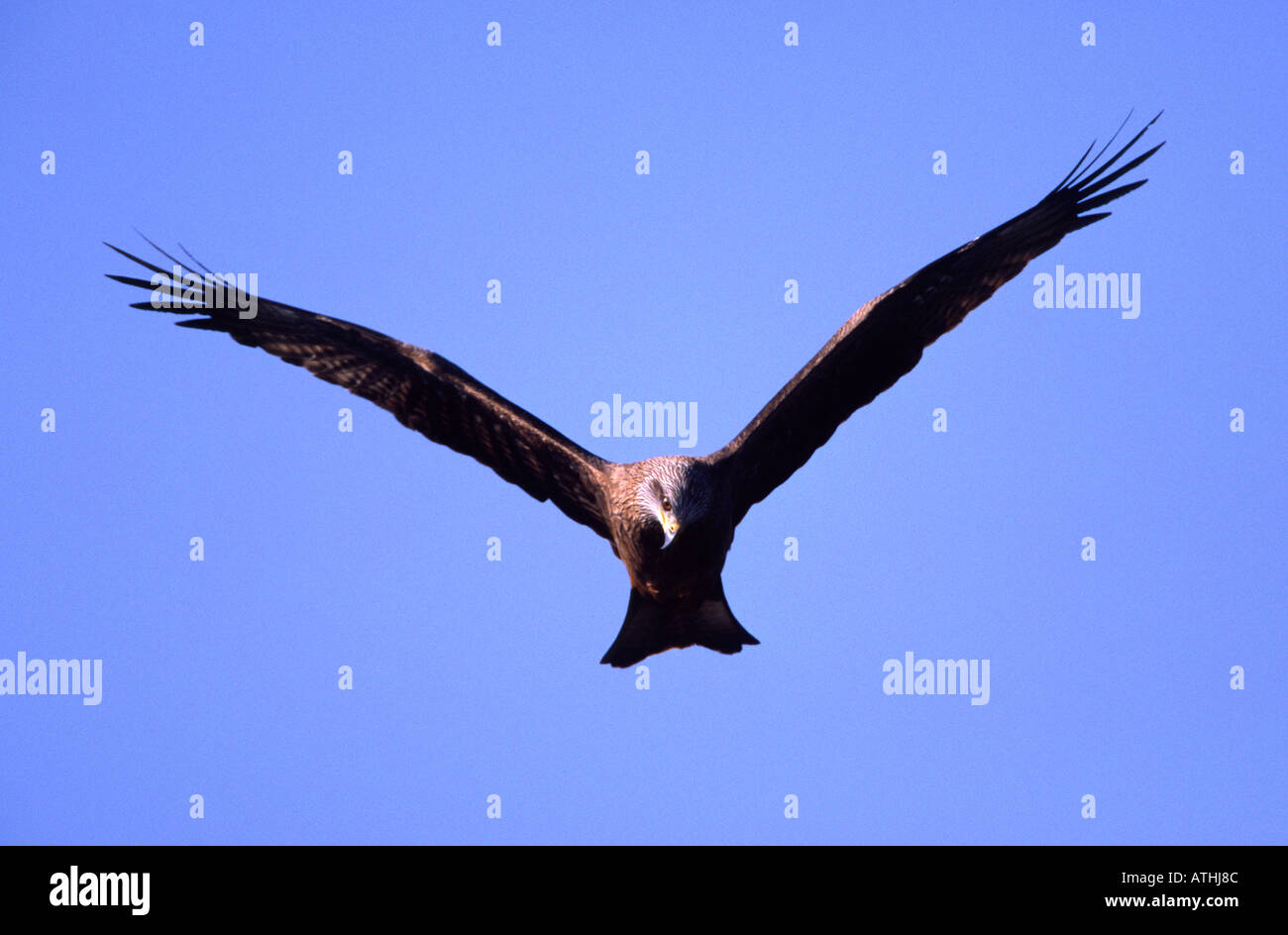 Dark brown raptor hi-res stock photography and images - Alamy