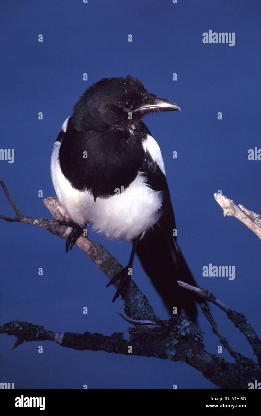 American magpie hi-res stock photography and images - Alamy