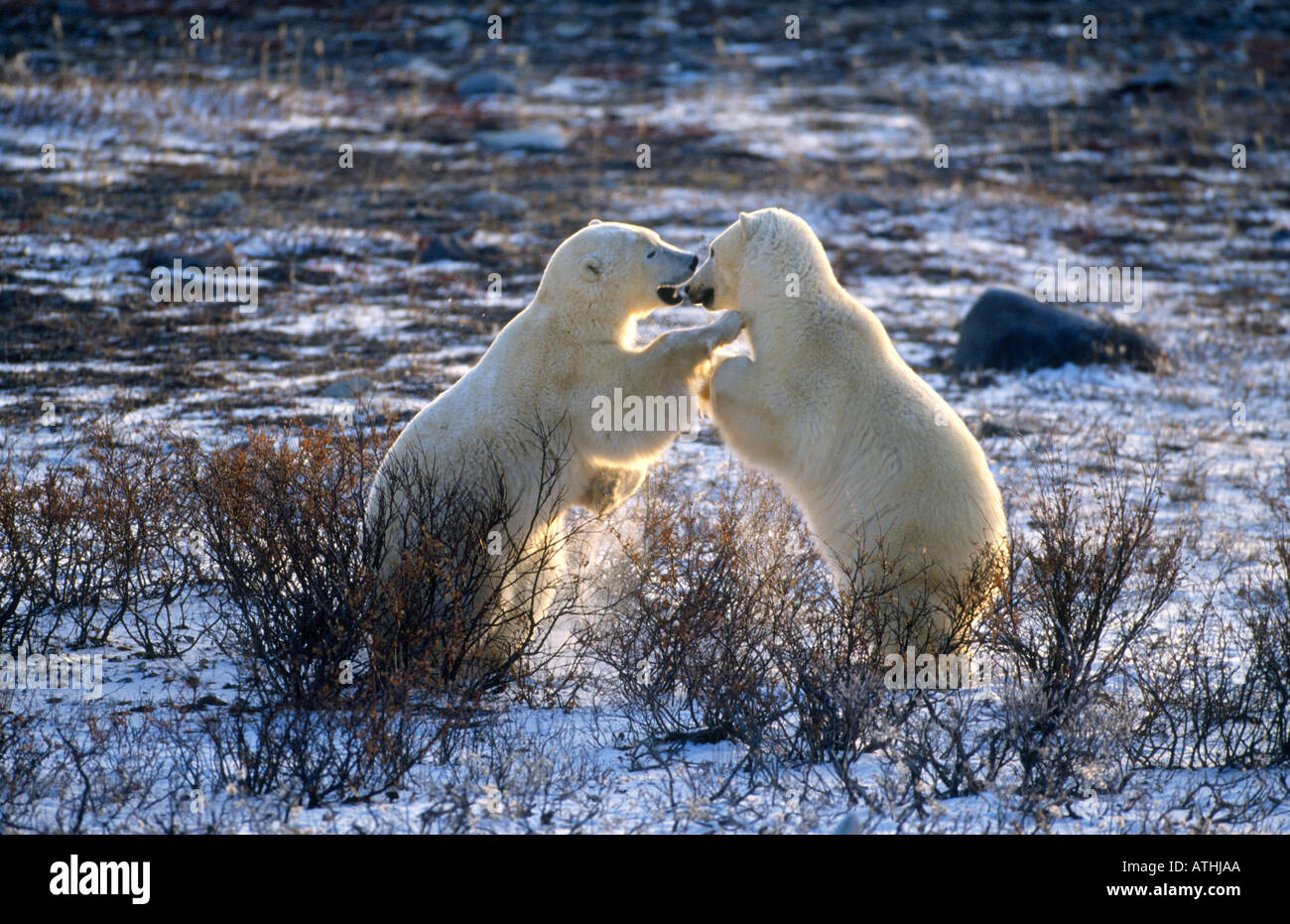 Polar bears fighting Stock Photo - Alamy