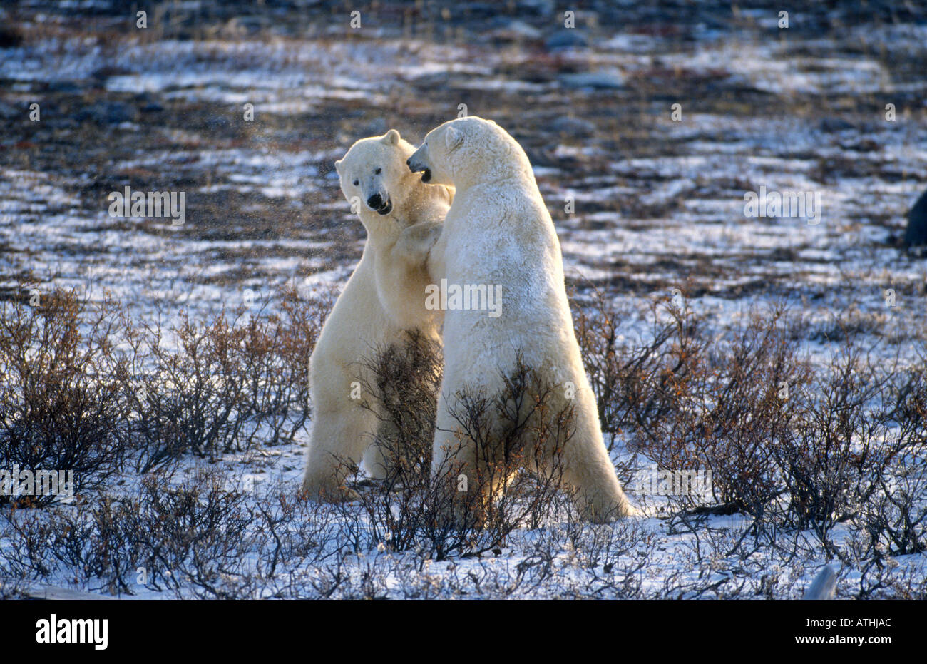 Polar bears fighting Stock Photo - Alamy