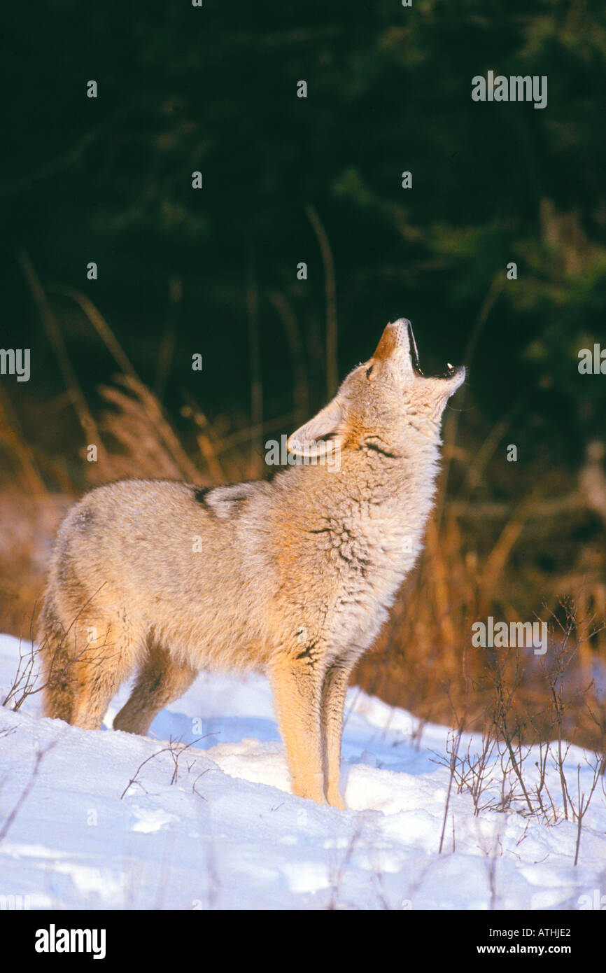 Midwestern predators hi-res stock photography and images - Alamy