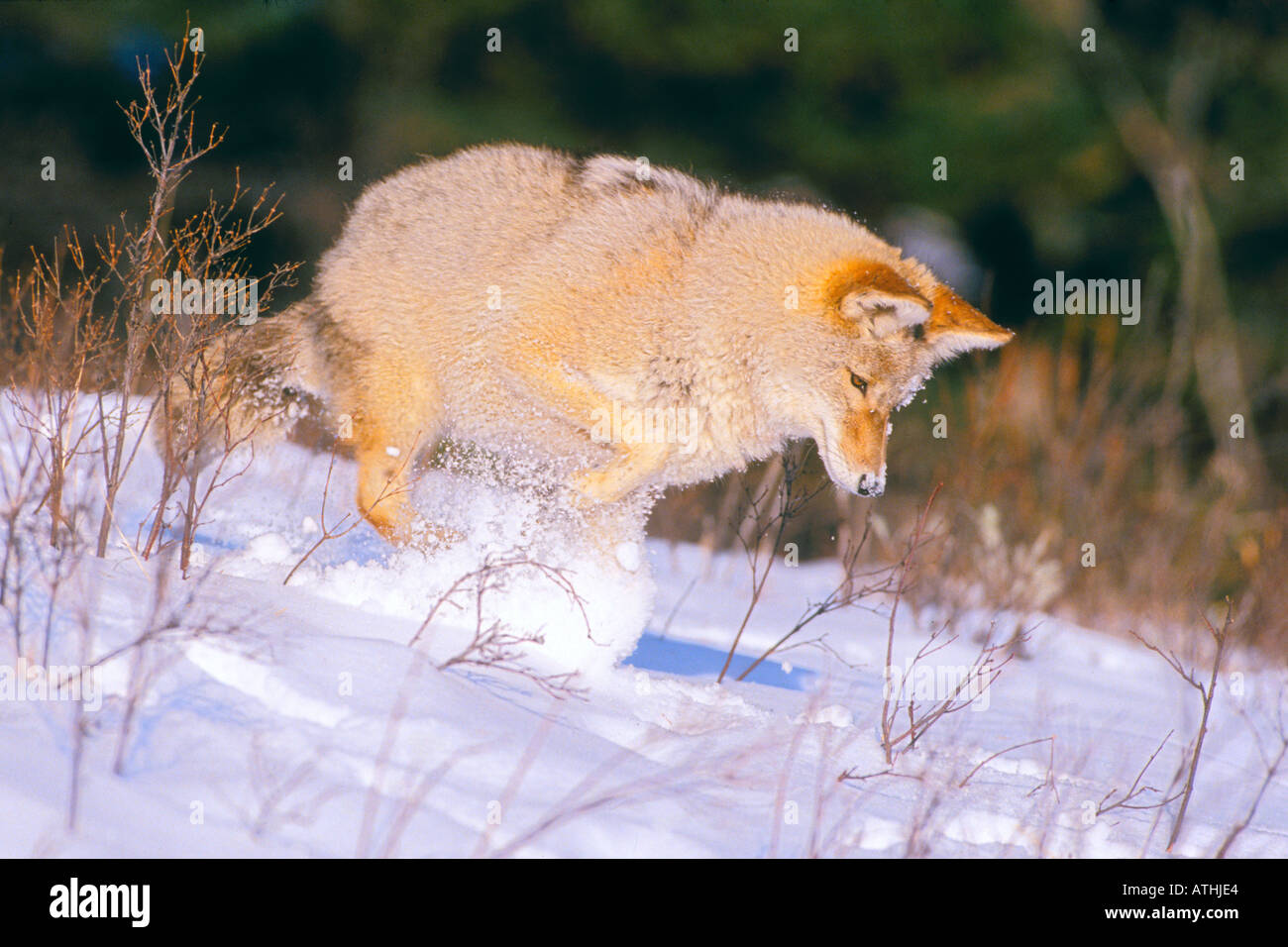 Coyote hunting mice in winter Stock Photo - Alamy