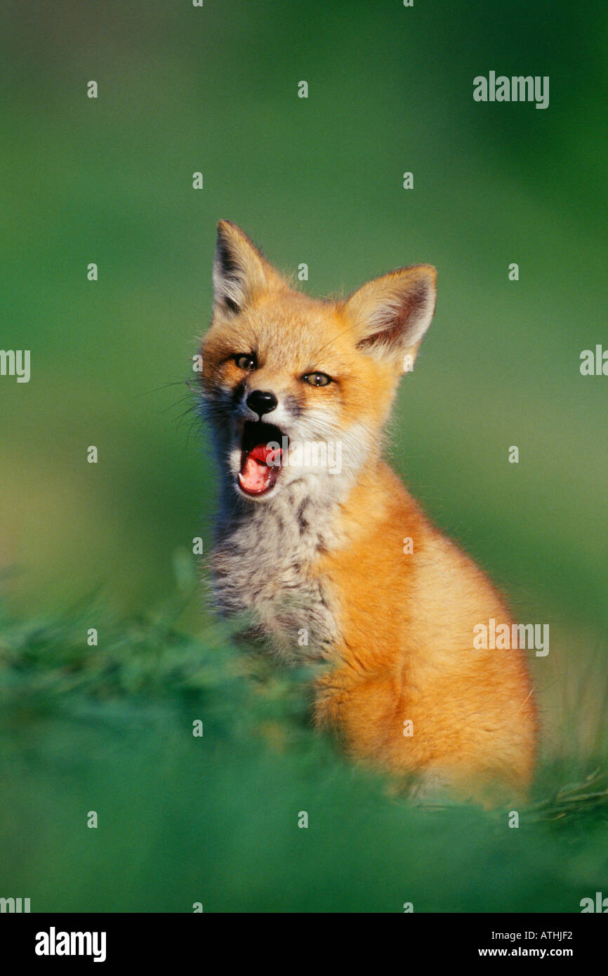 Red fox pup yawning Stock Photo - Alamy