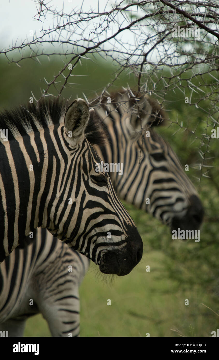 Two zebra standing together in the African bush Stock Photo - Alamy