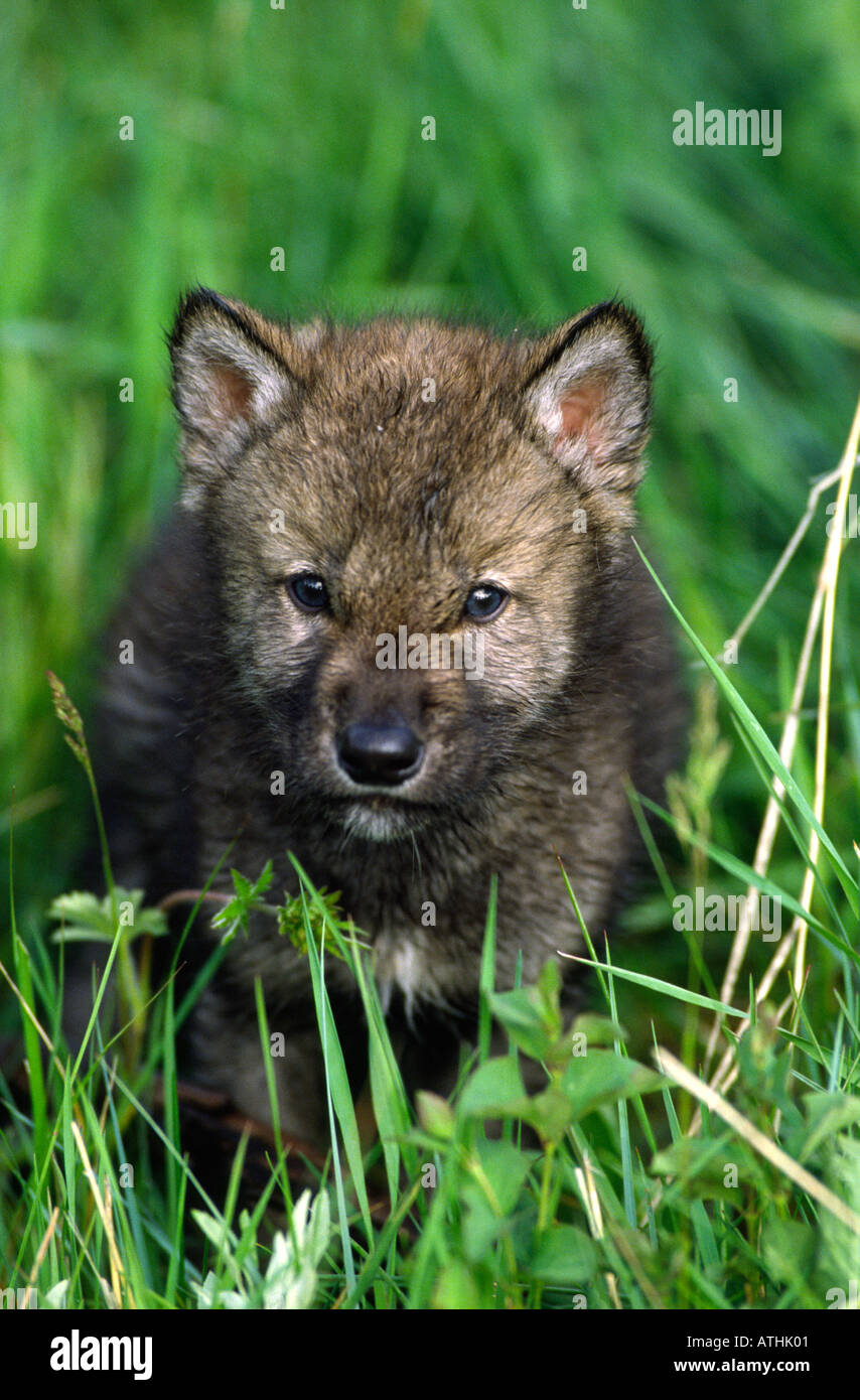 Timber or gray wolf pup Stock Photo - Alamy