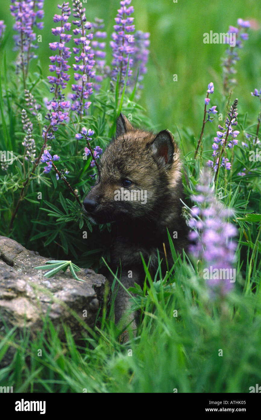 Timber wolf in spring hi-res stock photography and images - Alamy