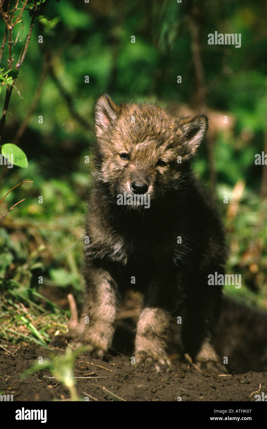 Timber or gray wolf pup Stock Photo - Alamy