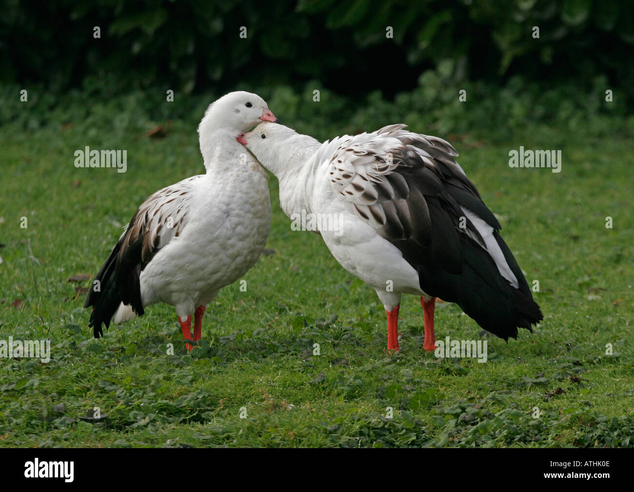 Andean geese chloephaga melanoptera hi-res stock photography and images ...
