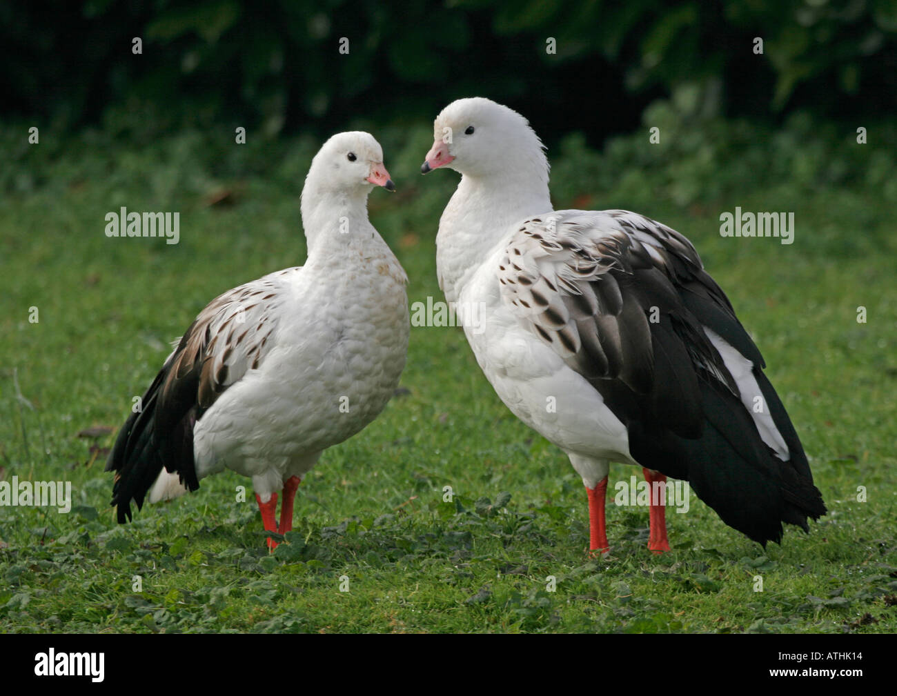 Andean Geese (Chloephaga melanoptera Stock Photo - Alamy