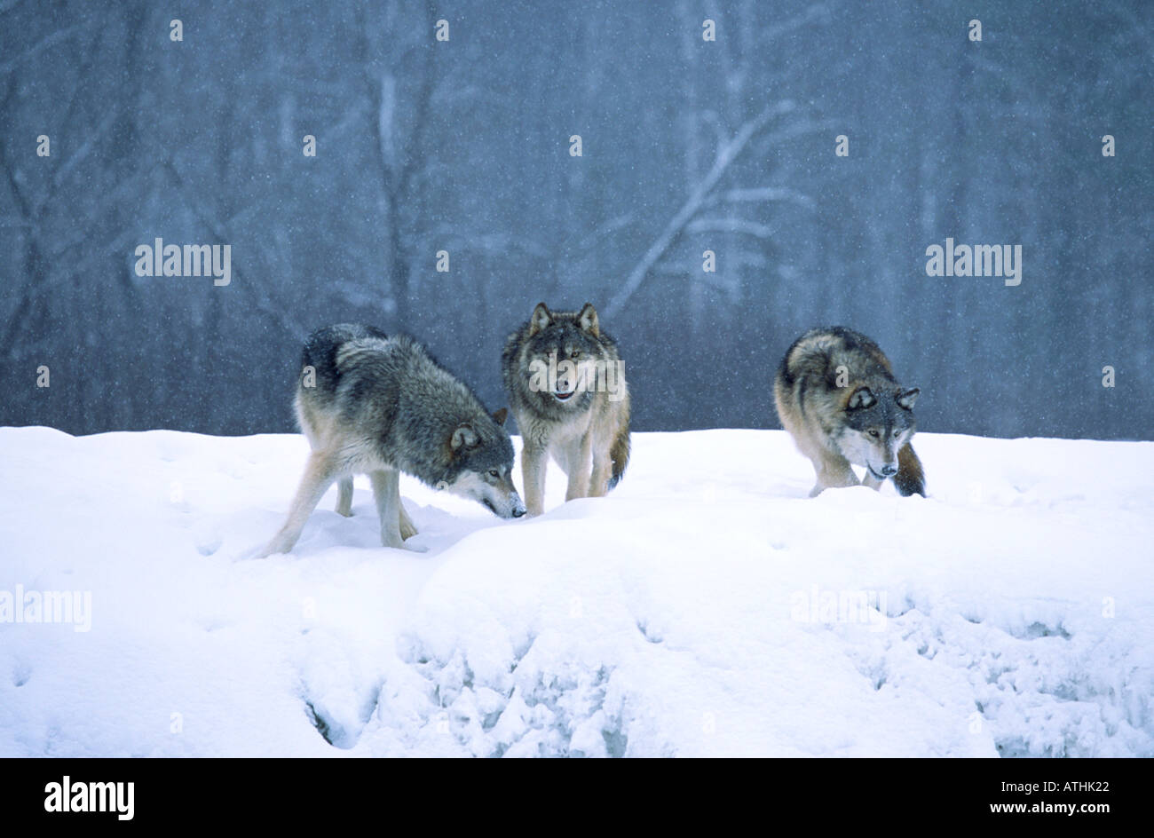 Pack of wolves in winter Stock Photo - Alamy