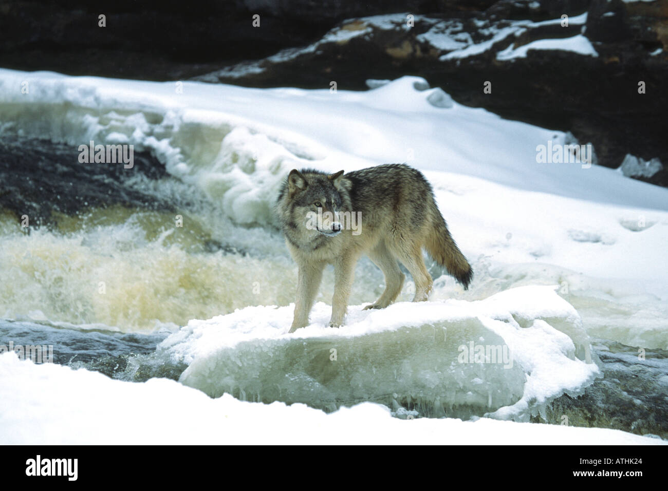 Grey wolf on alert hi-res stock photography and images - Alamy