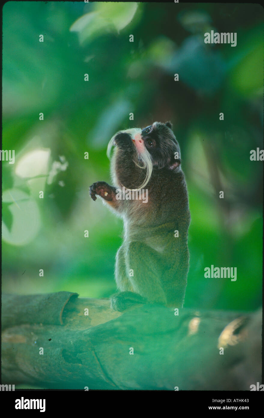 Tamarin anatomy hi-res stock photography and images - Alamy