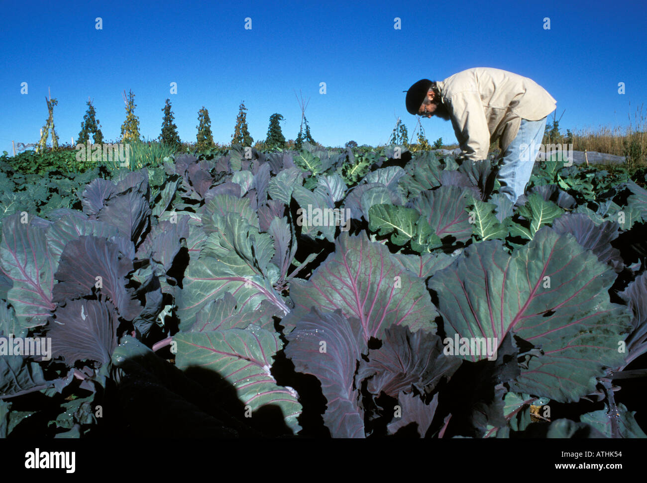 Bean stalks hi-res stock photography and images - Alamy