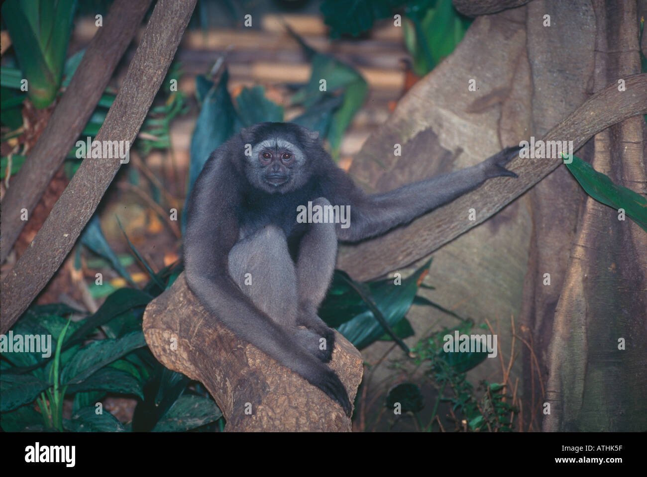 Grey gibbon hi-res stock photography and images - Alamy
