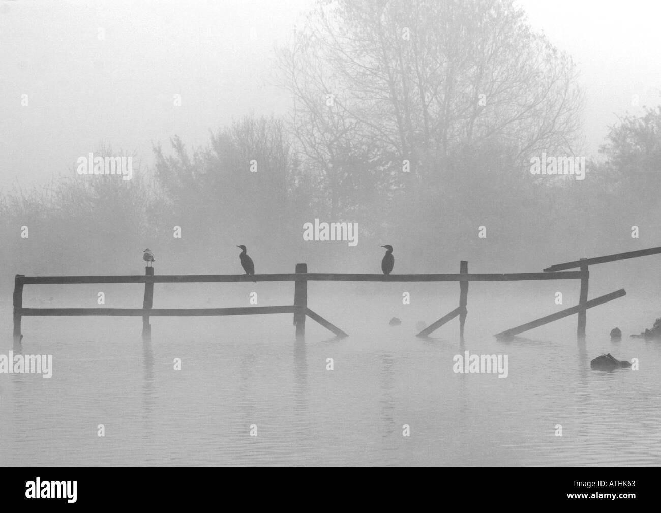 Misty morning at Slimbridge WWT Gloucestershire England Stock Photo - Alamy