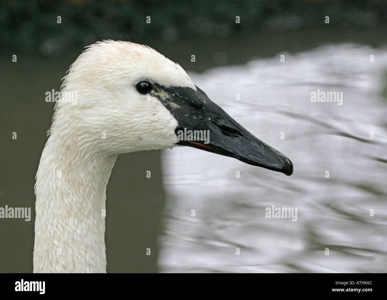 Whistling Swan (Cygnus columbianus columbianus Stock Photo - Alamy