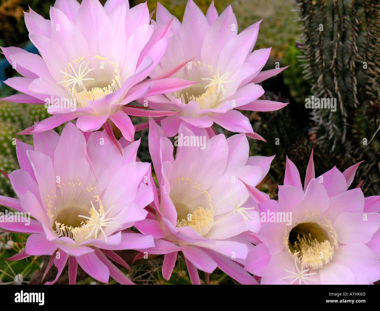 Desert ephemeral flowering plant hi-res stock photography and images ...