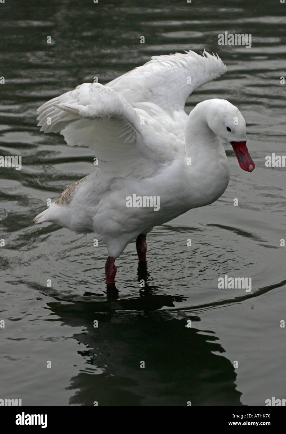 Coscoroba Swan (Coscoroba coscoroba Stock Photo - Alamy