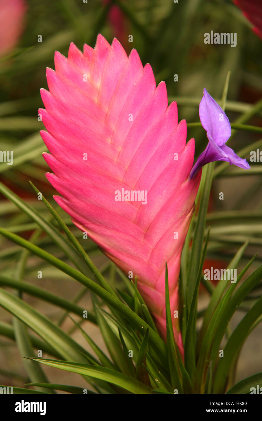 Beautiful tillandsia cyanea tropical hi-res stock photography and ...
