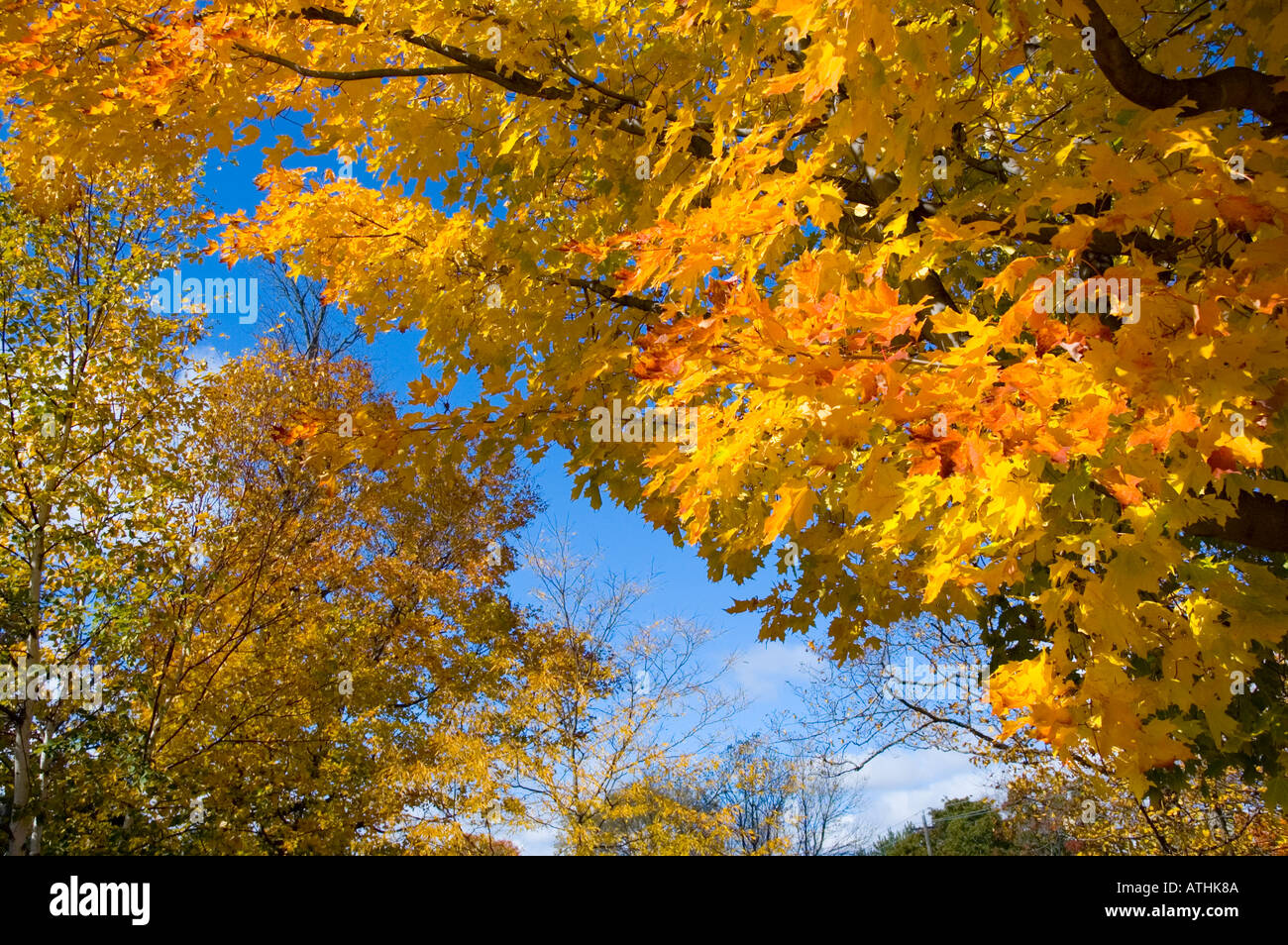 Close up of a densely packed branch of maple leaves in full fall ...