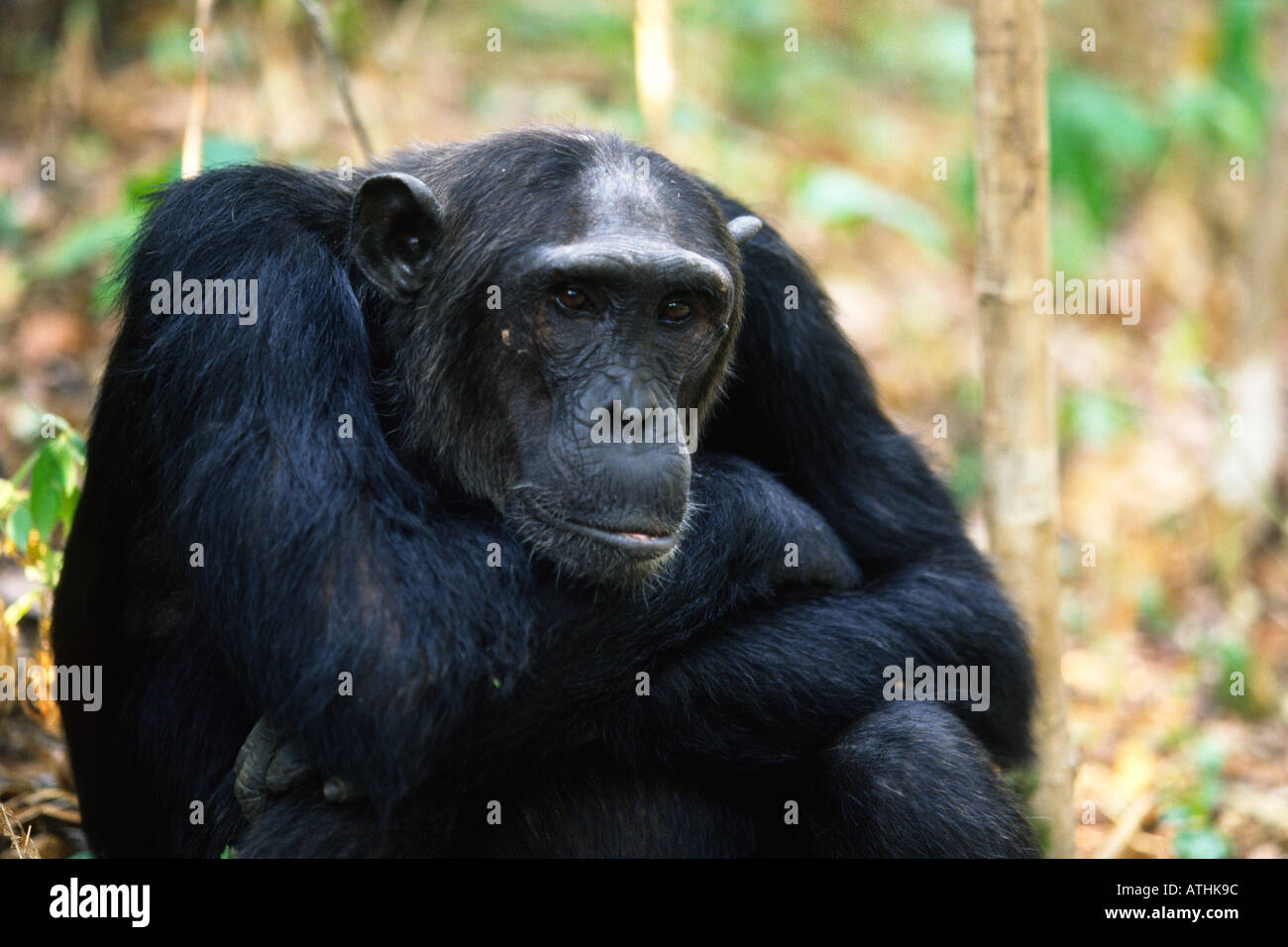 Alpha male chimpanzee hi-res stock photography and images - Alamy