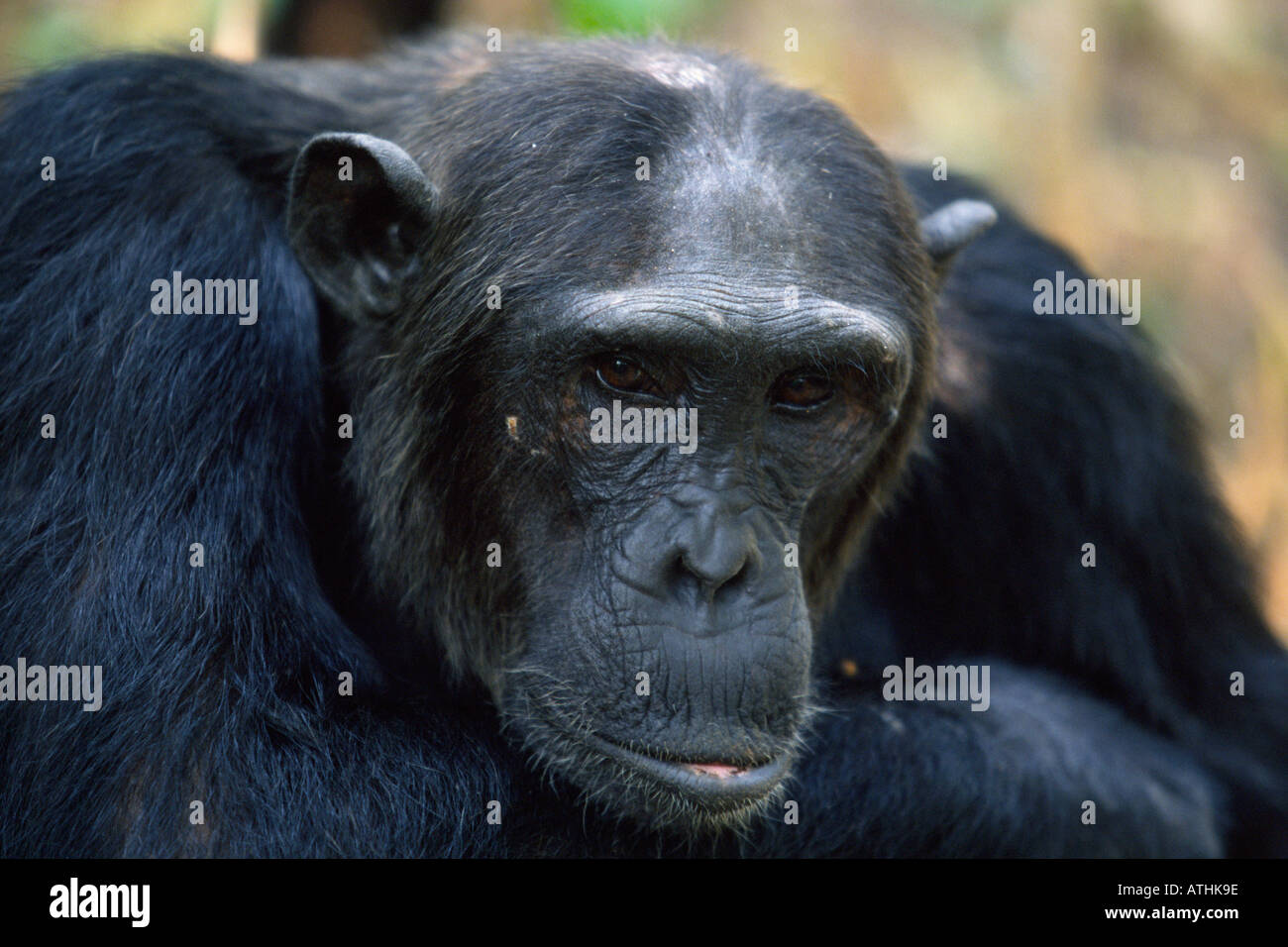 Alpha male chimpanzee hi-res stock photography and images - Alamy