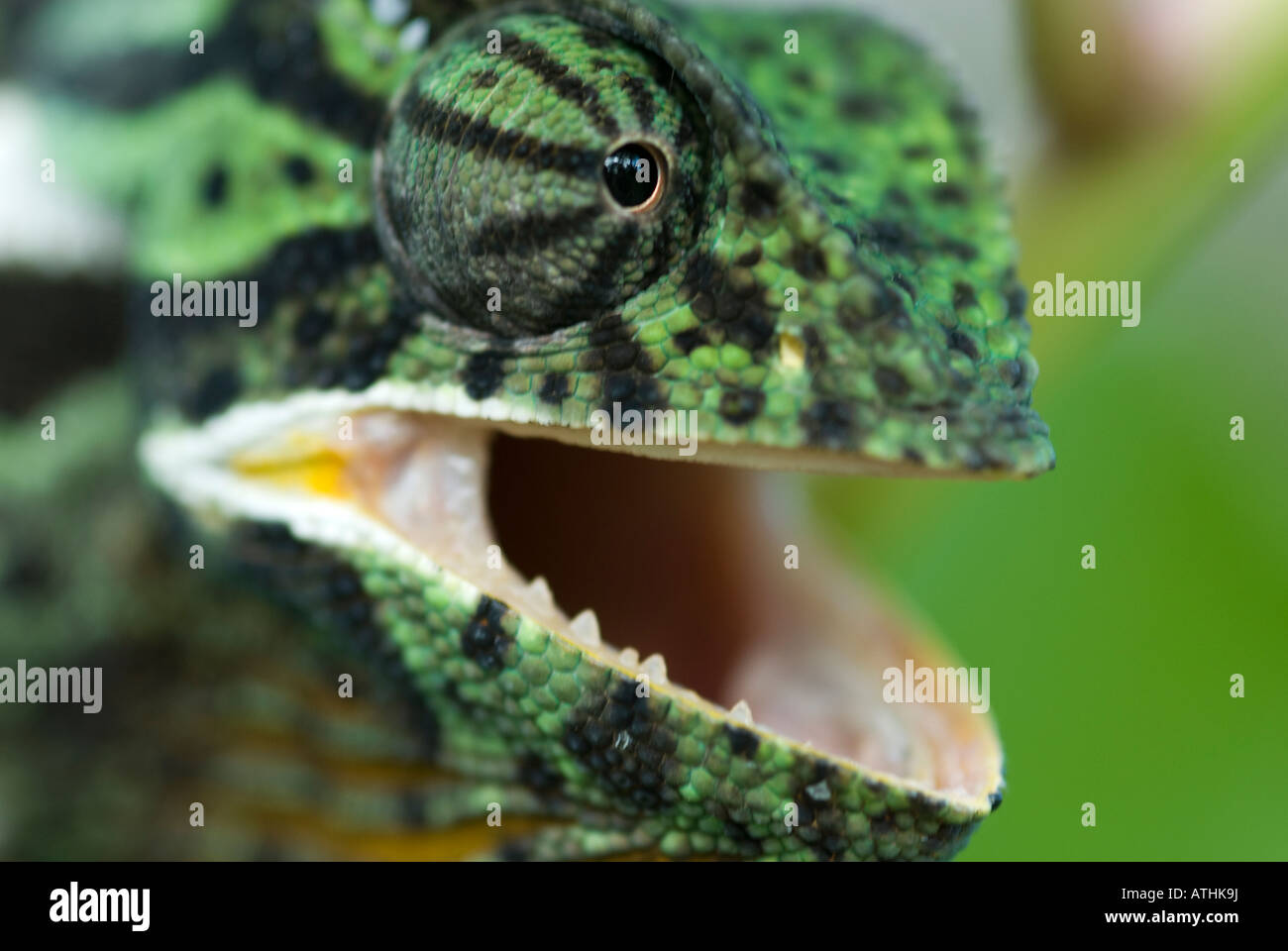 A close-up portrait of a chameleon hissing, a defence mechanism to ...