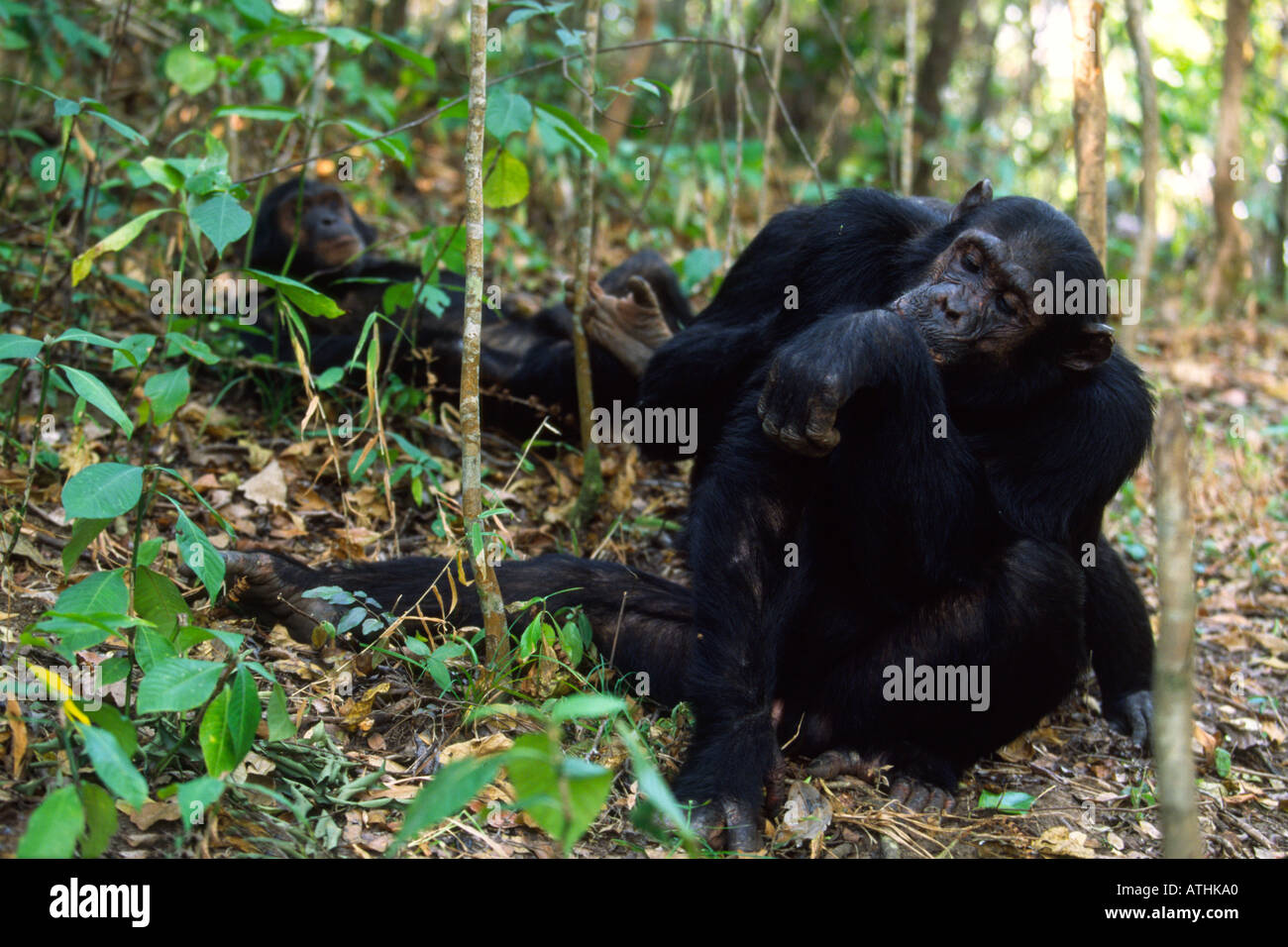 Troop of chimpanzee mutual grooming Stock Photo - Alamy
