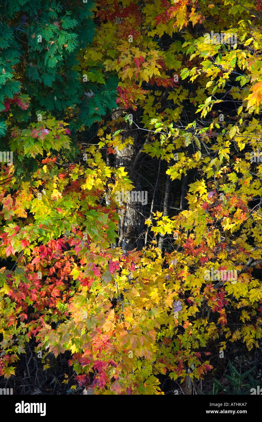 Maple leaves in full fall colours against the dark forest edge with ...