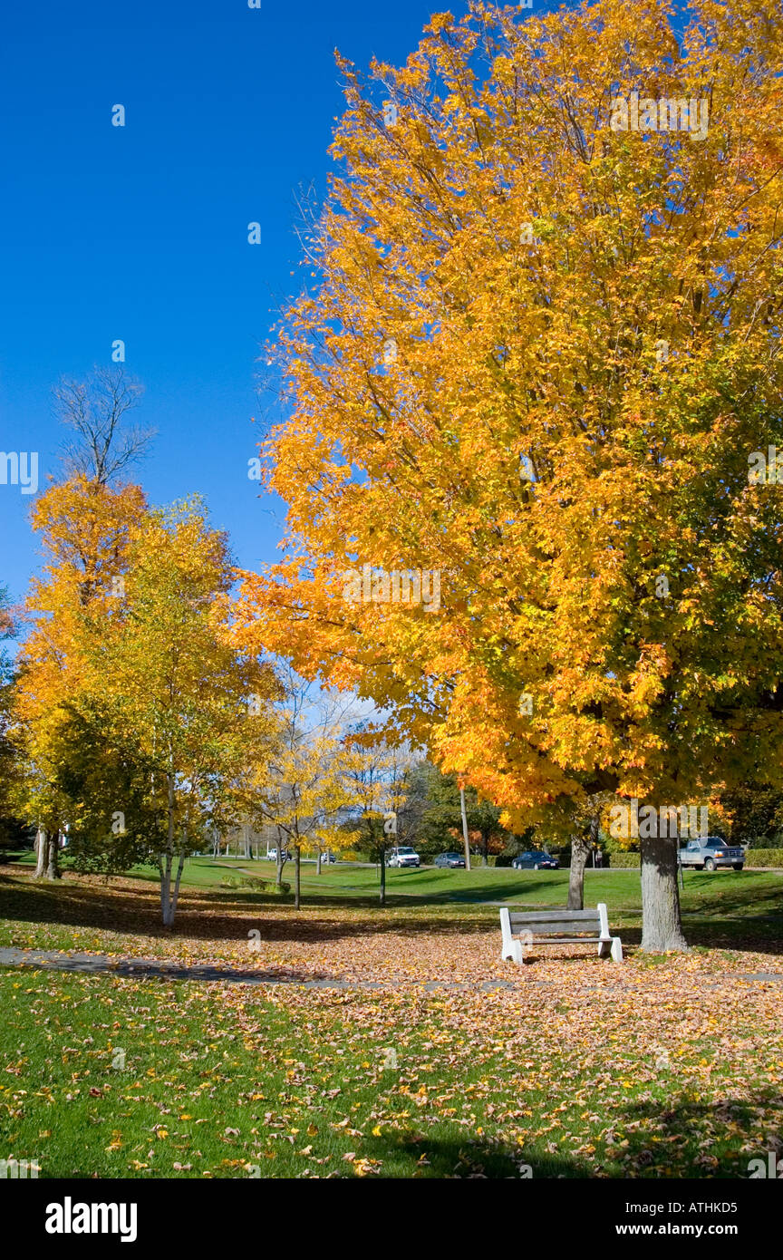 Park Bench under a maple tree in full fall colour surrounded by fallen ...