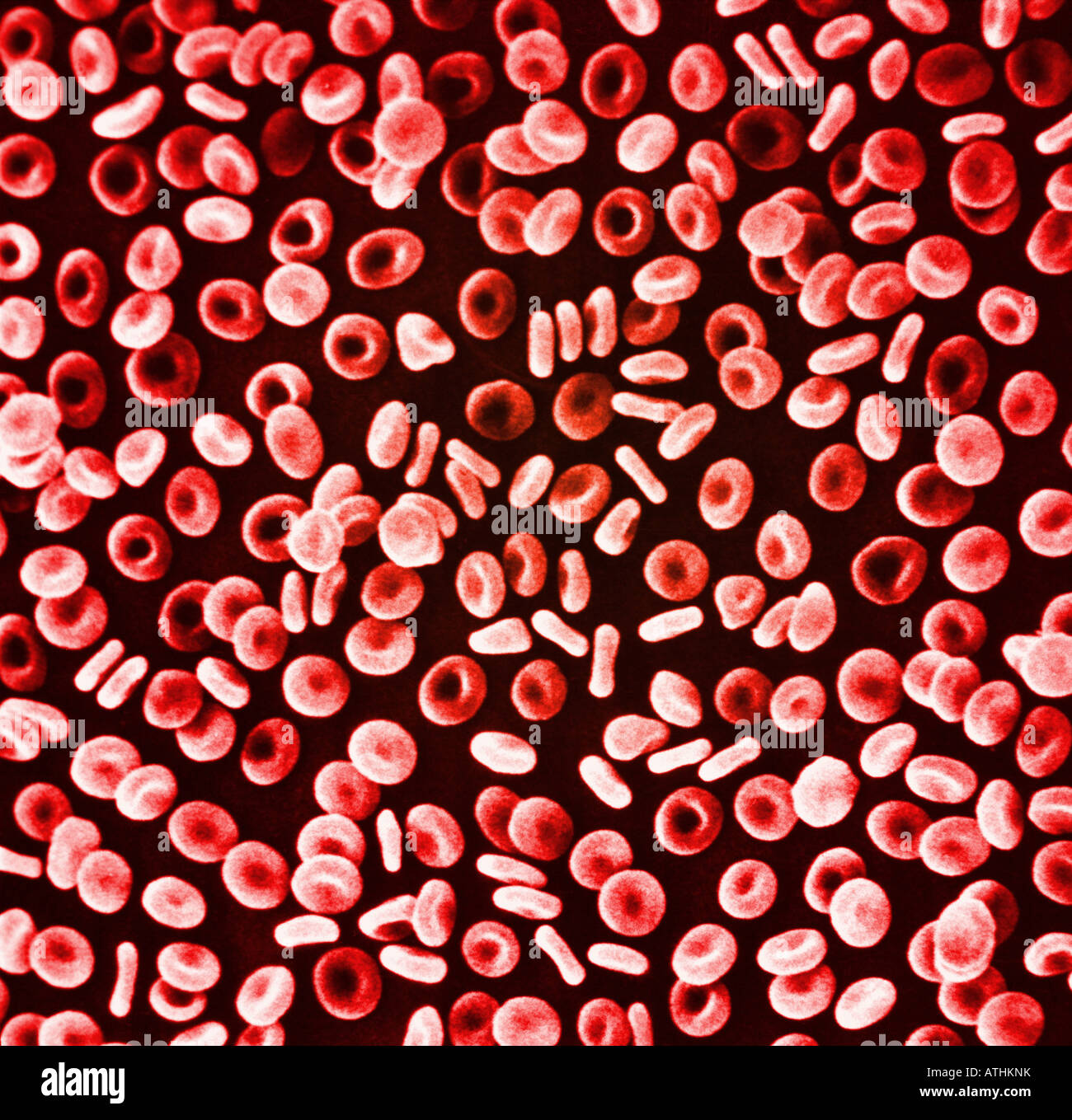 Formation of blood cells hi-res stock photography and images - Alamy