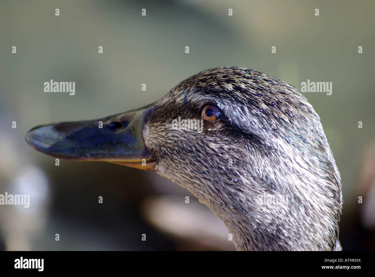 Head Portrait of duck Stock Photo - Alamy