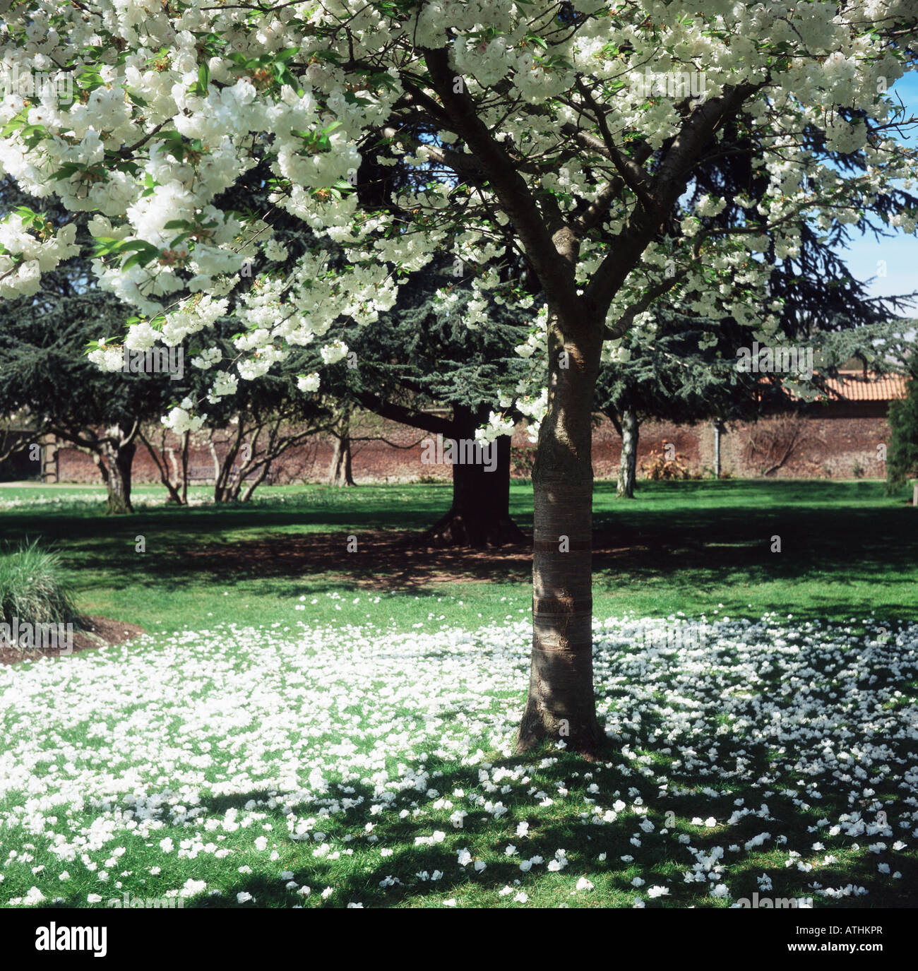 White blossom on a tree Stock Photo - Alamy