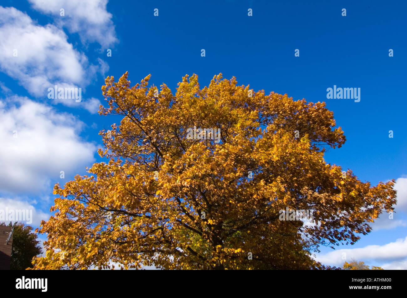 Oak tree in full fall foliage colours in mid October Fredericton New ...