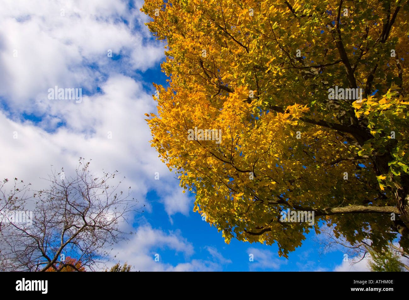 Fall foliage and blue sky hi-res stock photography and images - Alamy