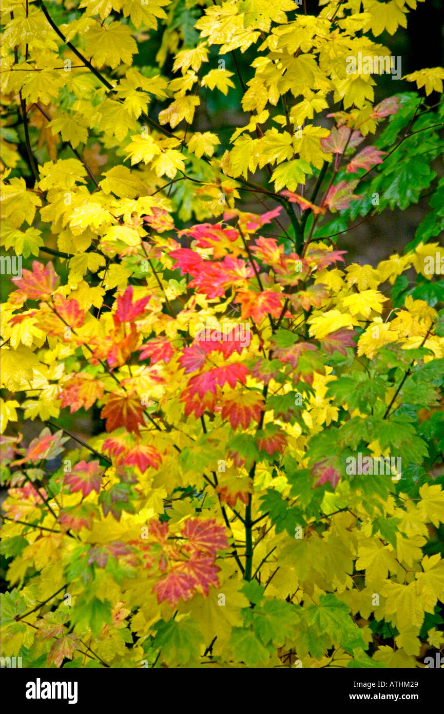Beautiful red fall colors in the Northern Sierra Mountains in Northern ...