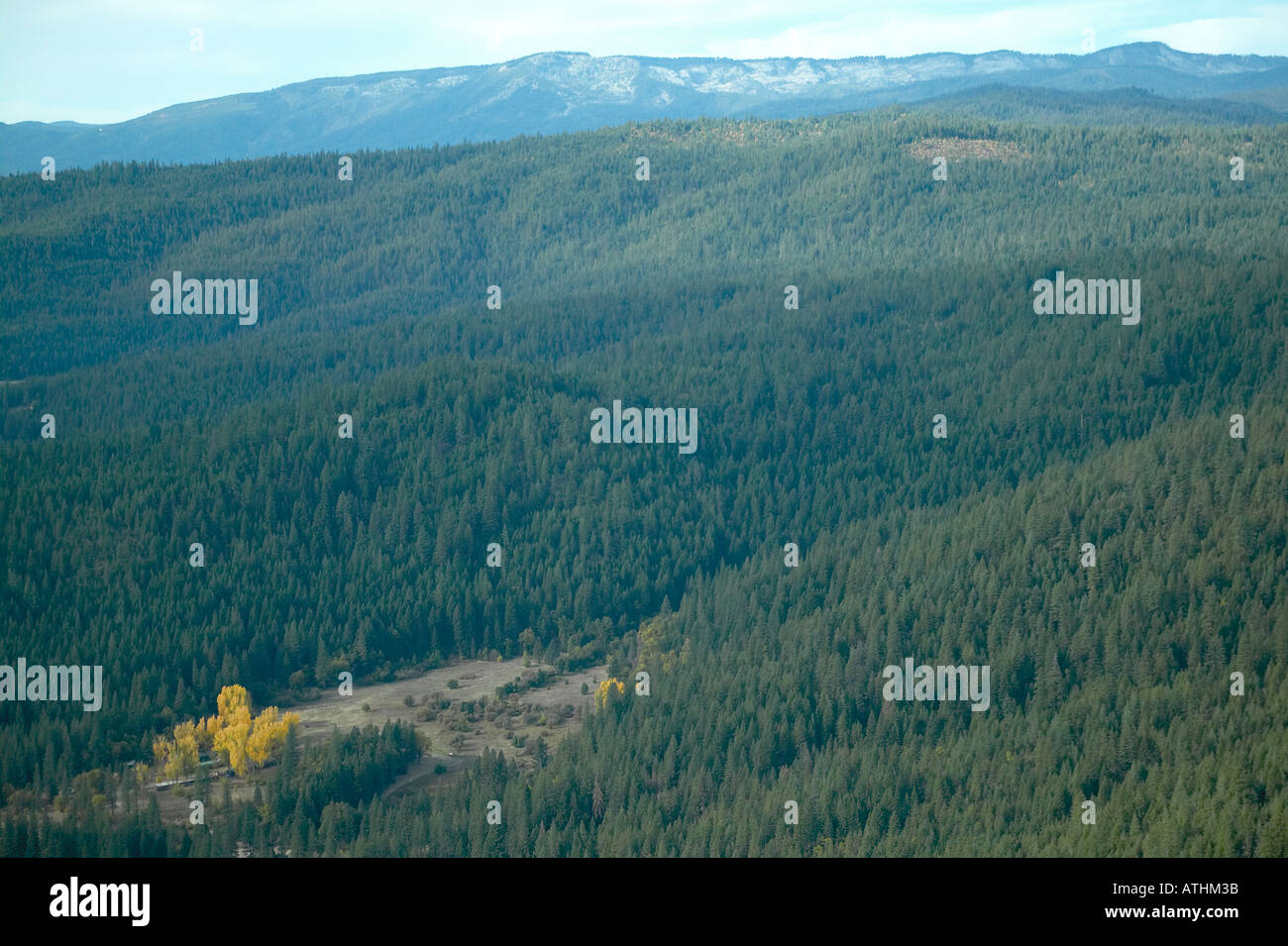 A lone Aspen tree turning color in the Northern Sierra Moutains in ...