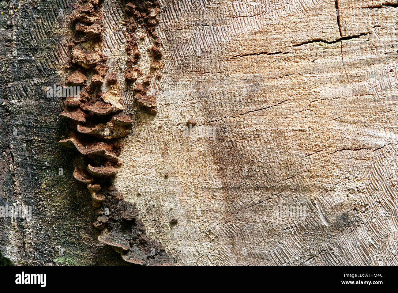 Detail of Fallen Log with Fungi on the Golden Spruce Trail, Port ...