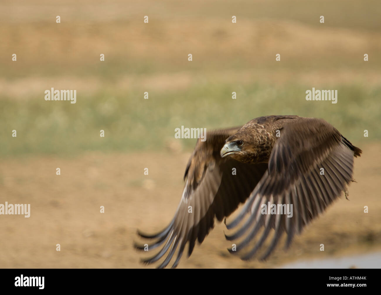 Bataleur flight hi-res stock photography and images - Alamy
