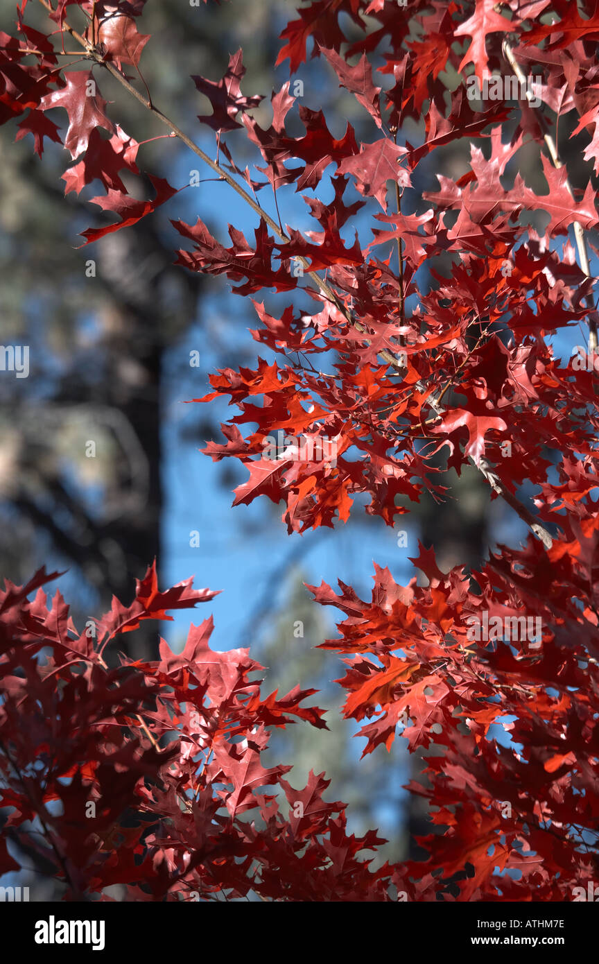 An example of the bright red that oak leaves turn in the Fall in the ...