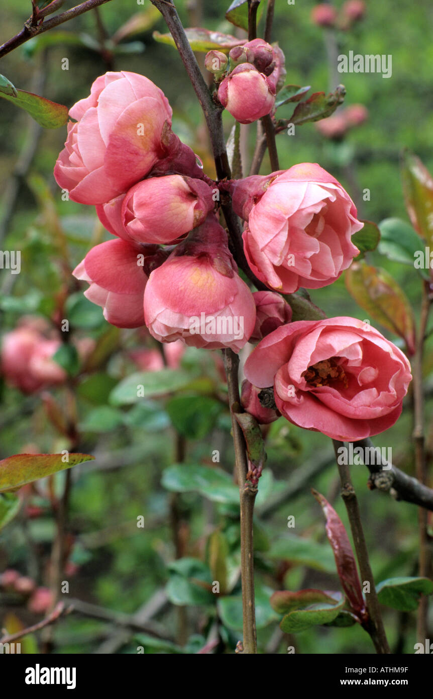 Chaenomeles speciosa 'Phyllis Moore' Stock Photo - Alamy