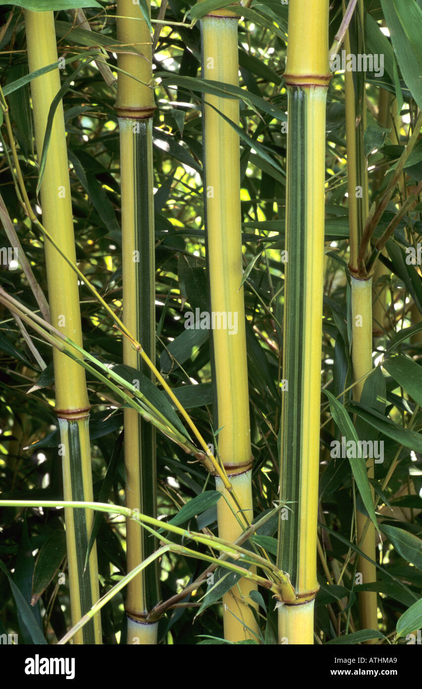 Phyllostachys aureosulcata 'Spectabilis', bamboo, green yellow striped ...