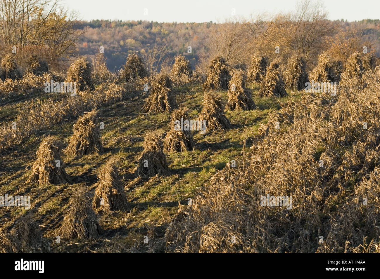 Traditional Amish hay stacks Stone Arabia New York Montgomery County ...