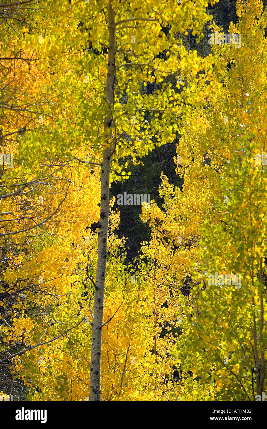 The Fall color change Stock Photo - Alamy