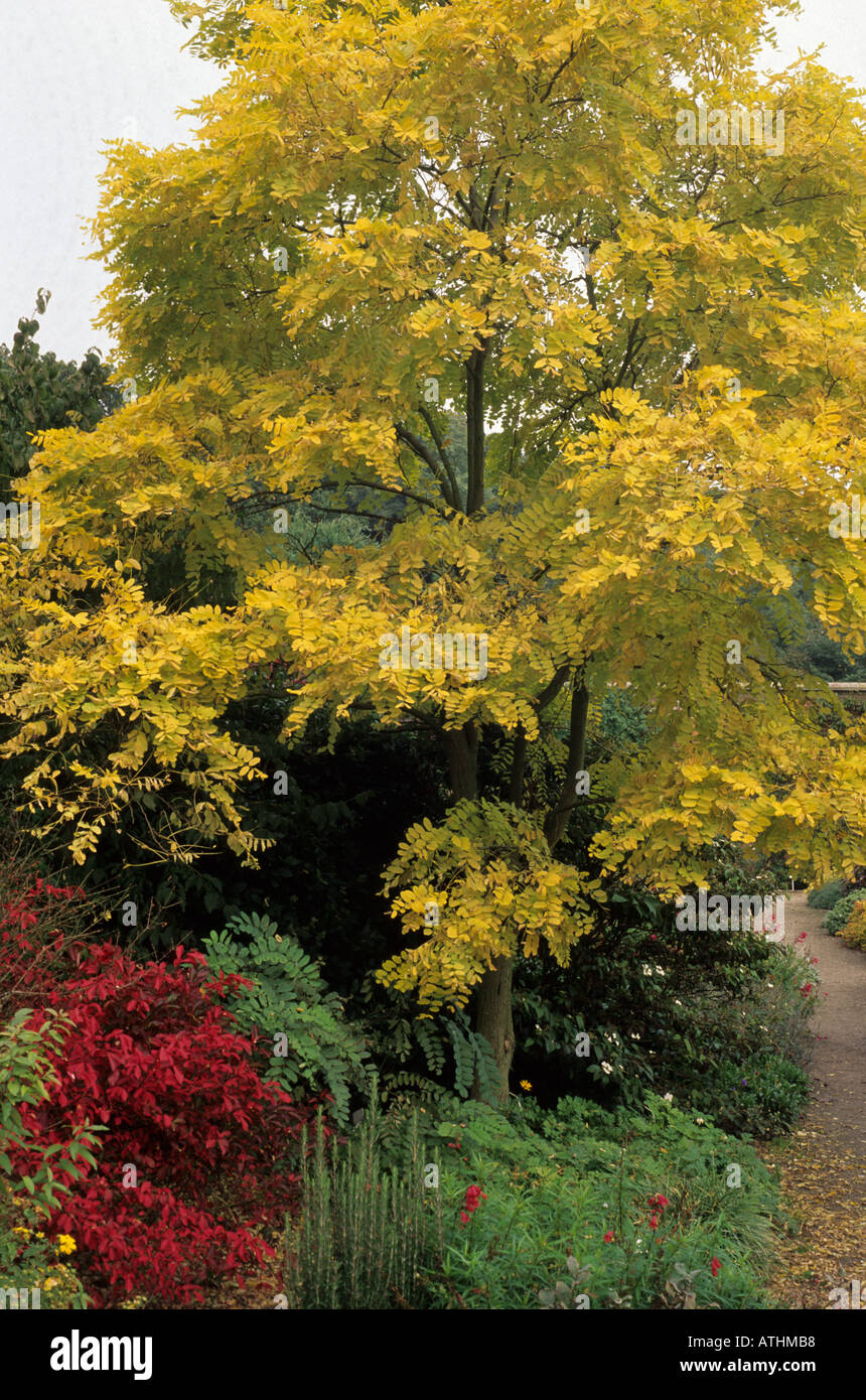 Robinia pseudocacia 'Frisia' Stock Photo - Alamy
