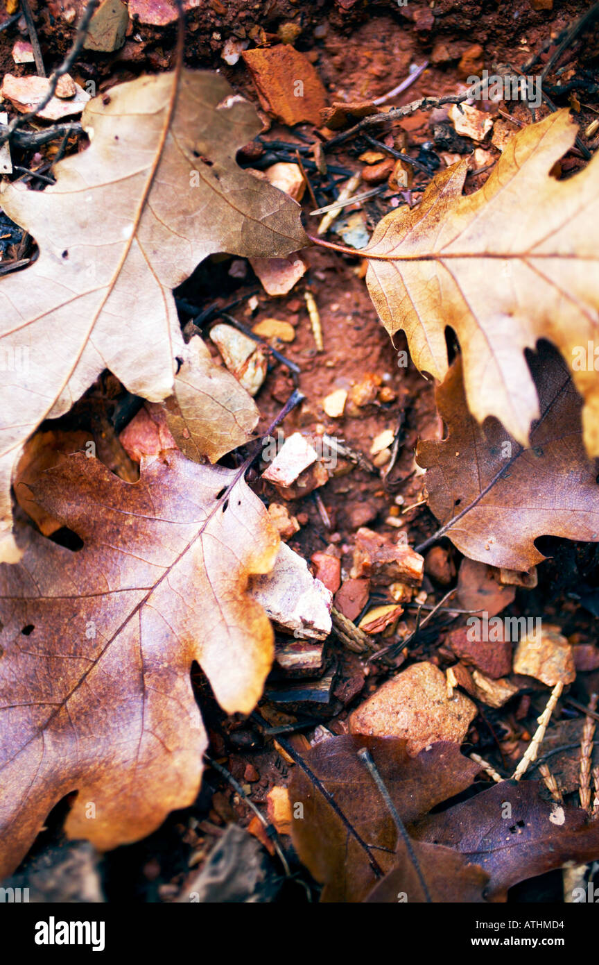 The leaves of an old oak tree Stock Photo - Alamy