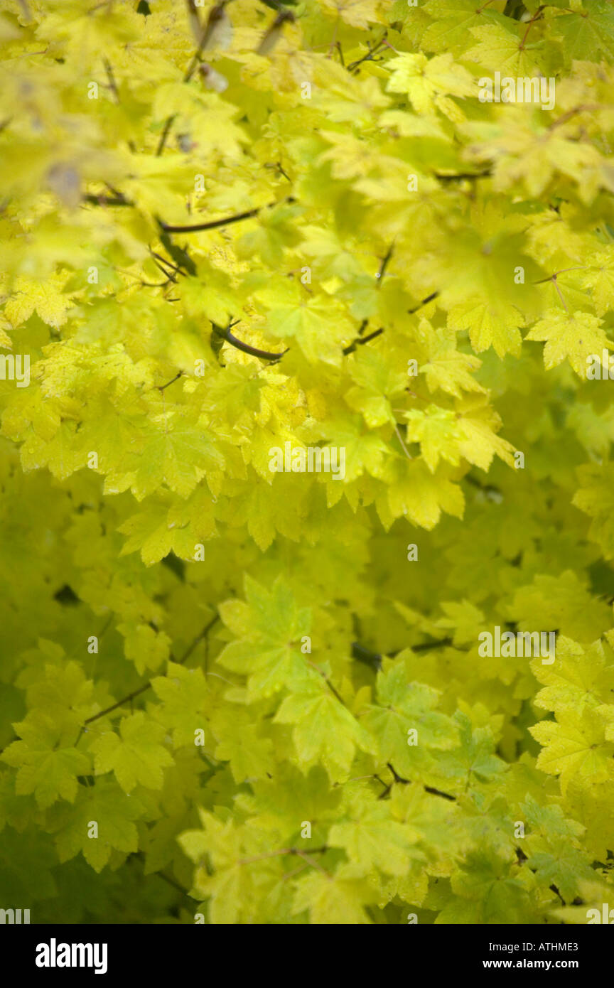 The bright yellow fall leaves of a maple tree Stock Photo - Alamy