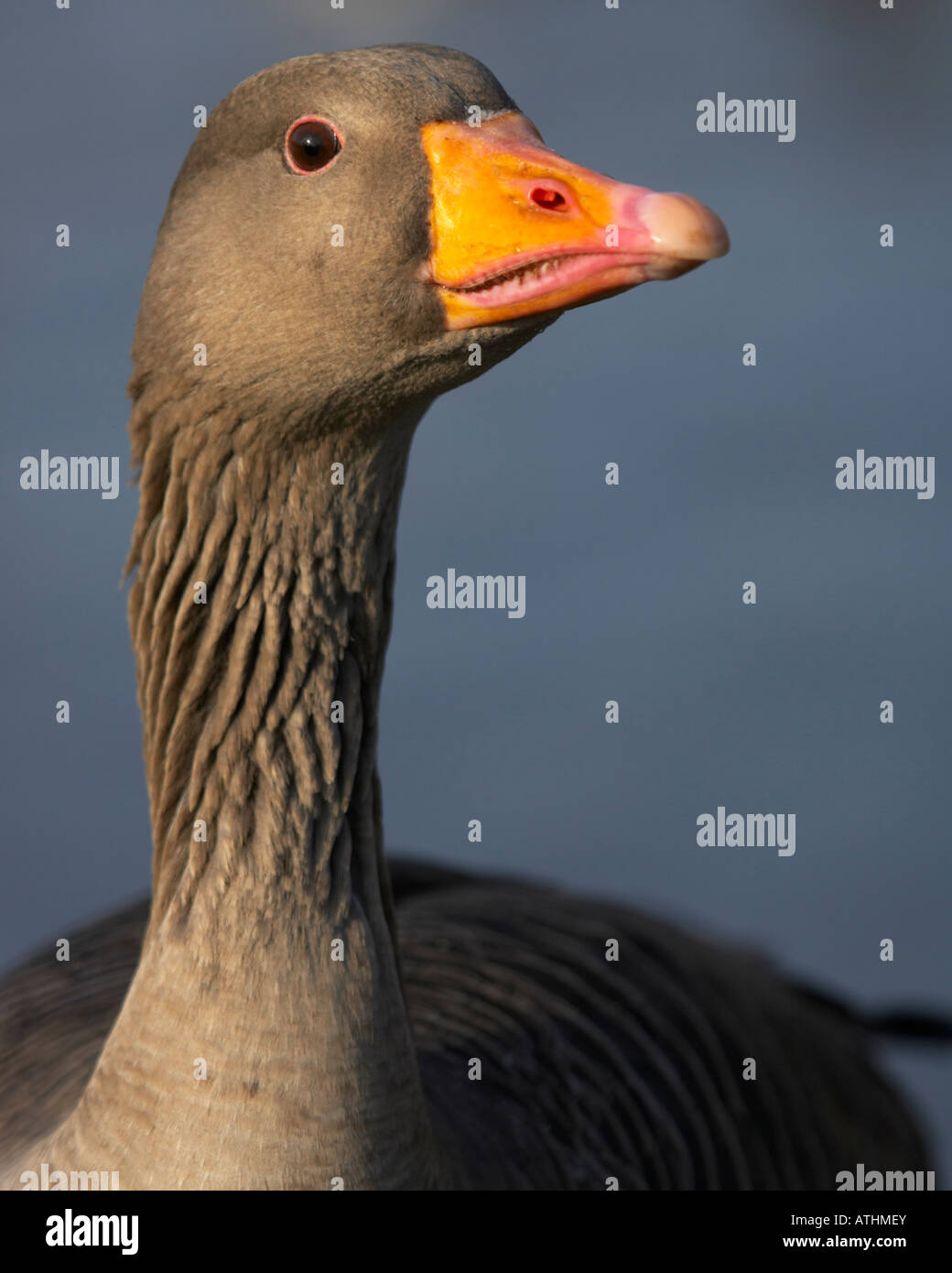 Wild goose portrait hi-res stock photography and images - Alamy